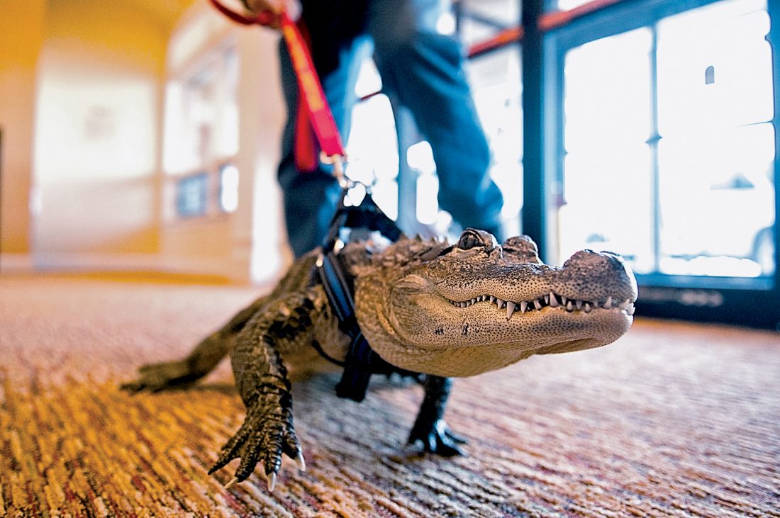 Alligator offers emotional support | News, Sports, Jobs - Altoona Mirror